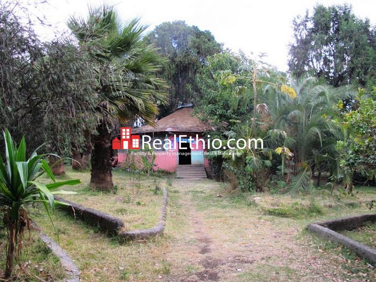 House for sale, Kotebe, 4000 meter square, on main road, Addis Ababa ...