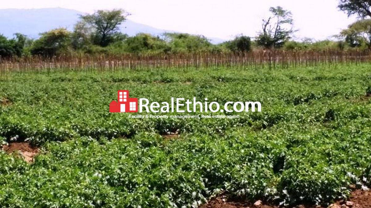 Plot of Land for sale - Land for sale, Hawasa or Awasa, 1,000,000 meter ...